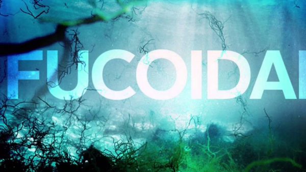 DHA Bio Island cho bà bầu giá bao nhiêu? Mua ở đâu chính hãng?